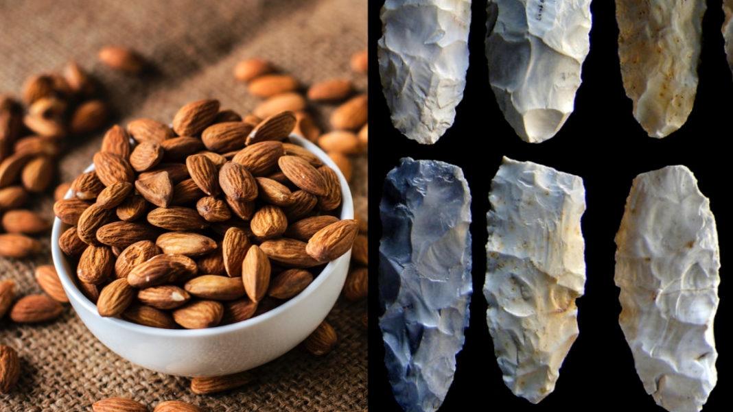 Cos’è l’amigdala e perché ne parliamo - Archeostorie Magazine